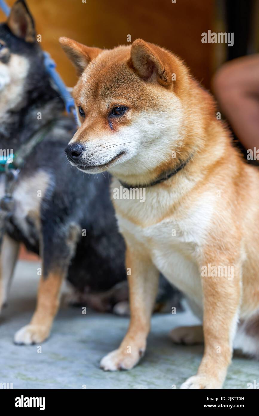 Chinese pastoral dog hi-res stock photography and images - Alamy
