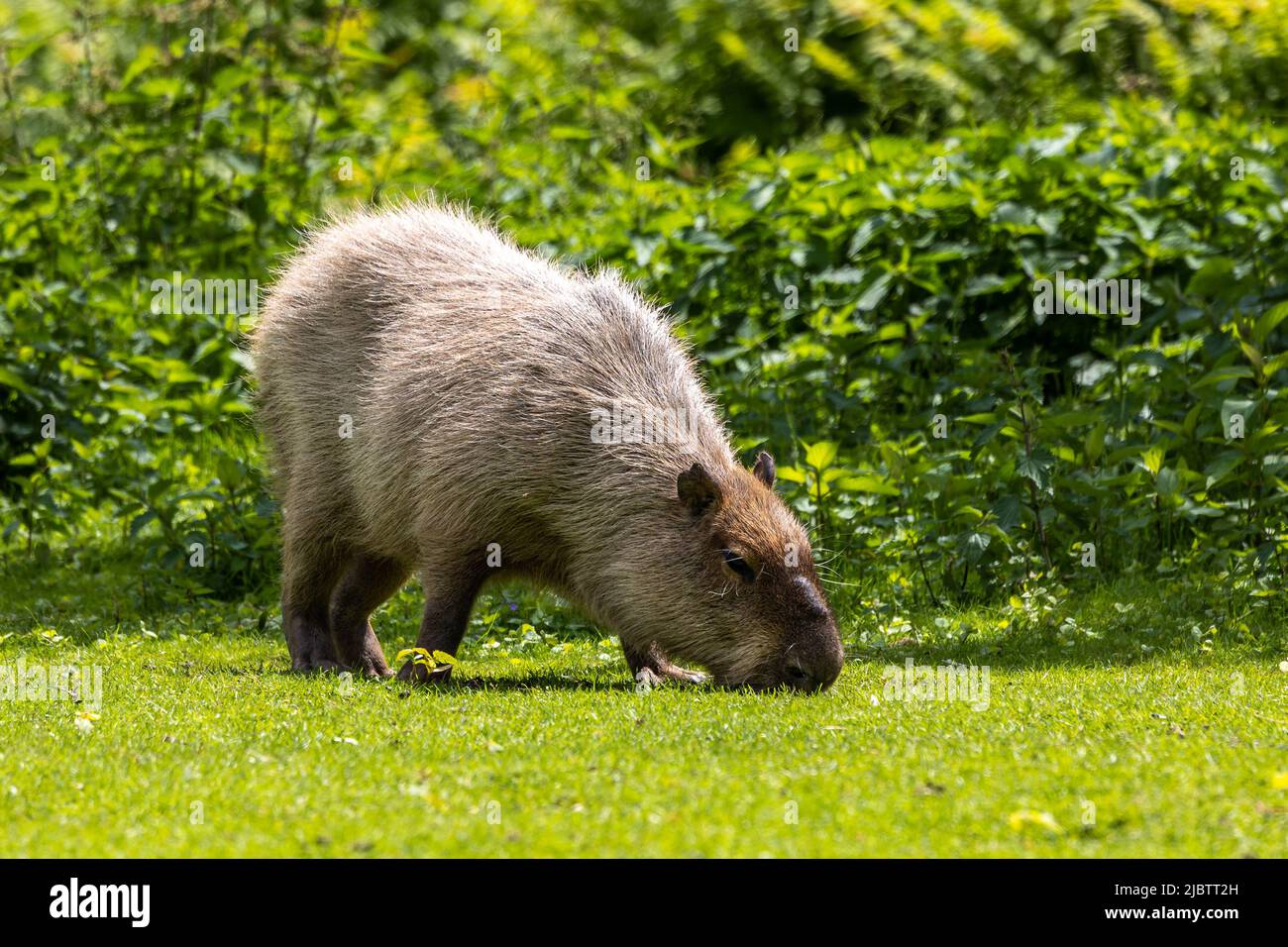 The capybara, Hydrochoerus hydrochaeris is a mammal native to South ...