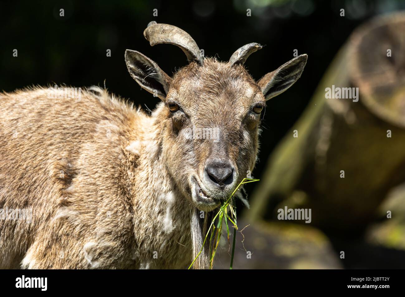Turkmenian markhor, Capra falconeri heptneri. The name of this species ...