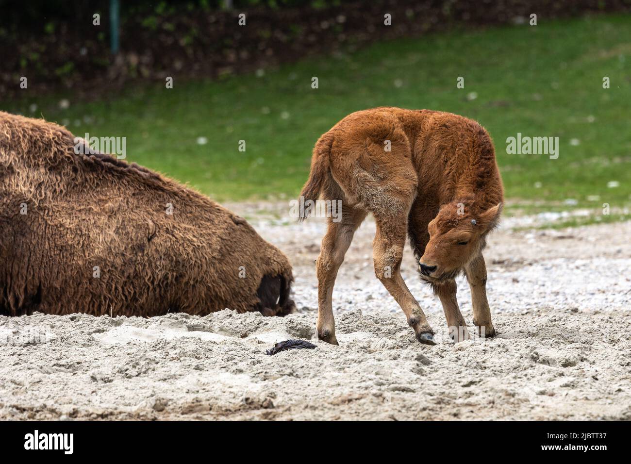 Family of American bison or simply bison, also commonly known as the ...