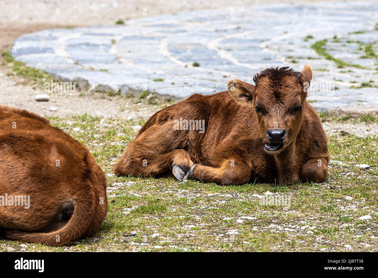 Young baby Heck cattle, Bos primigenius taurus, claimed to resemble the ...
