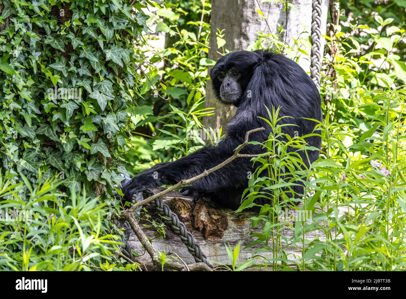 The black-headed spider monkey, Ateles fusciceps is a species of spider ...