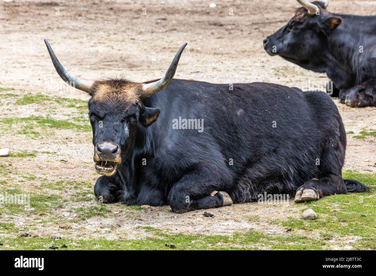 Heck cattle, Bos primigenius taurus, claimed to resemble the extinct ...