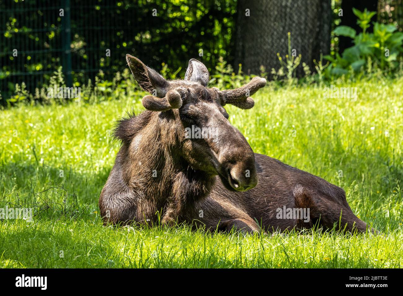 European Moose, Alces alces, also known as the elk. Wild life animal ...