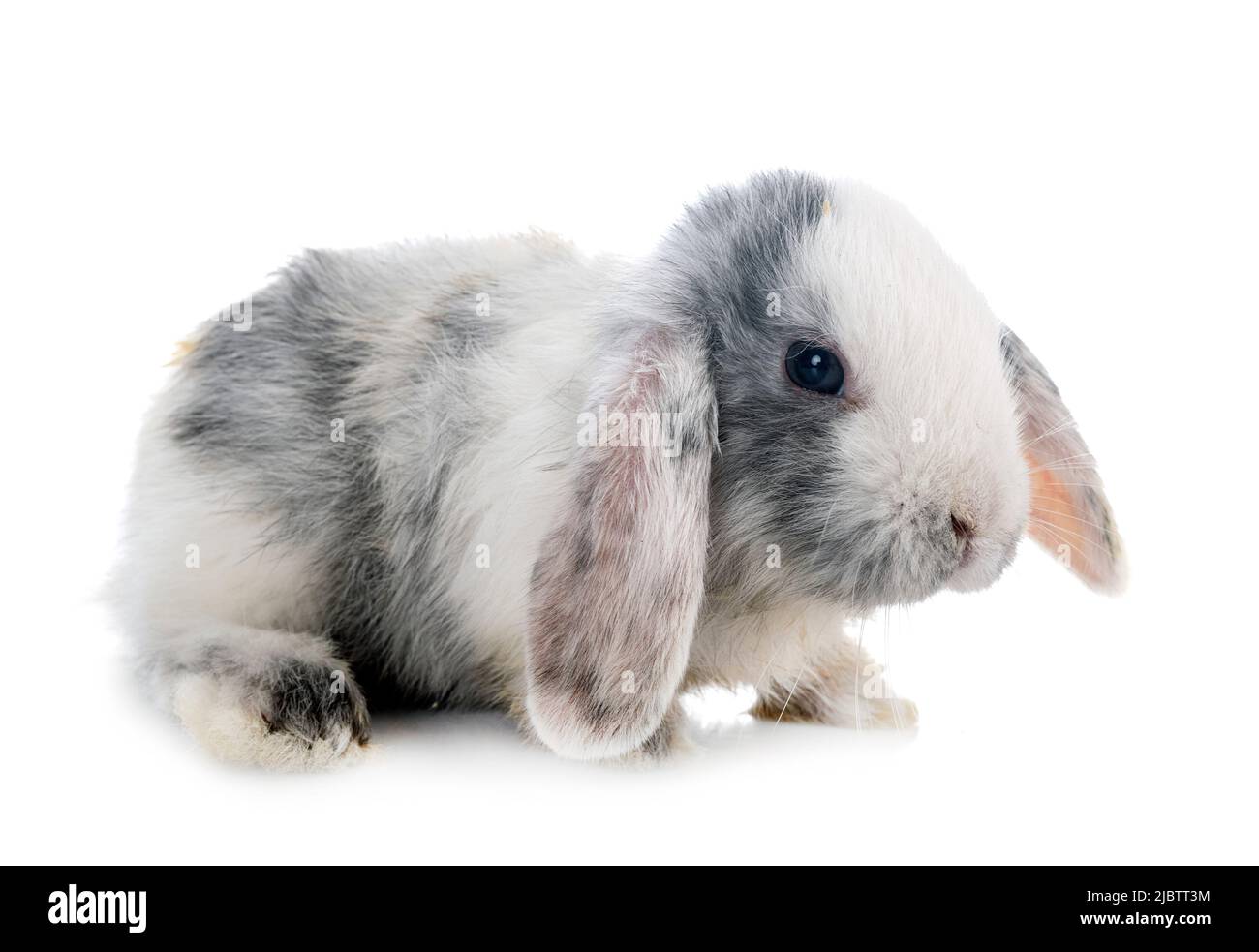 mini lop in front of white background Stock Photo - Alamy