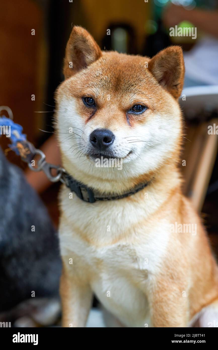 Chinese pastoral dog hi-res stock photography and images - Alamy