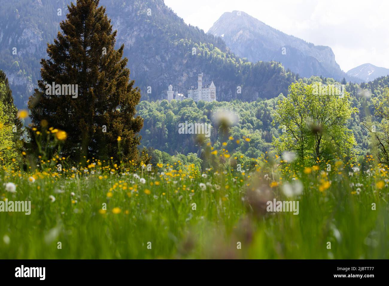 Spring meadow in the bavarian alps with Neuschwanstein Castle in the ...