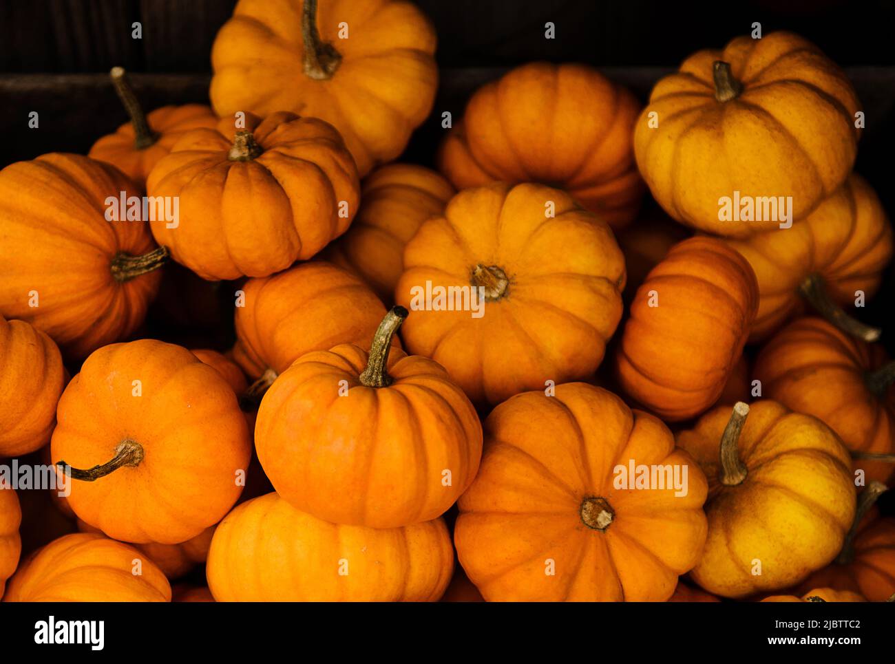 Mini pumpkins halloween hi-res stock photography and images - Alamy