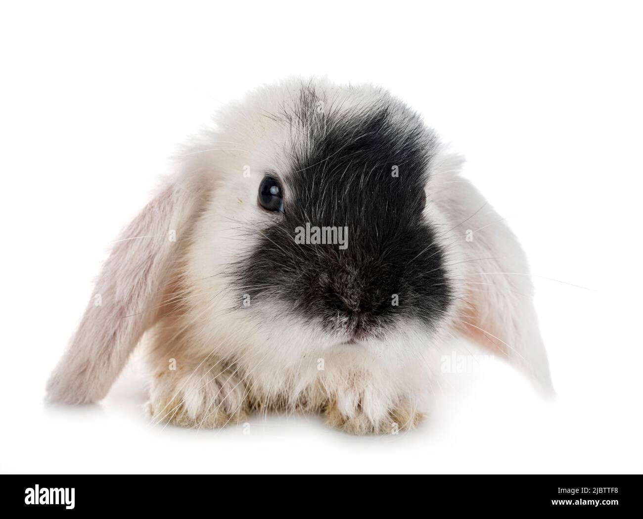 mini lop in front of white background Stock Photo - Alamy