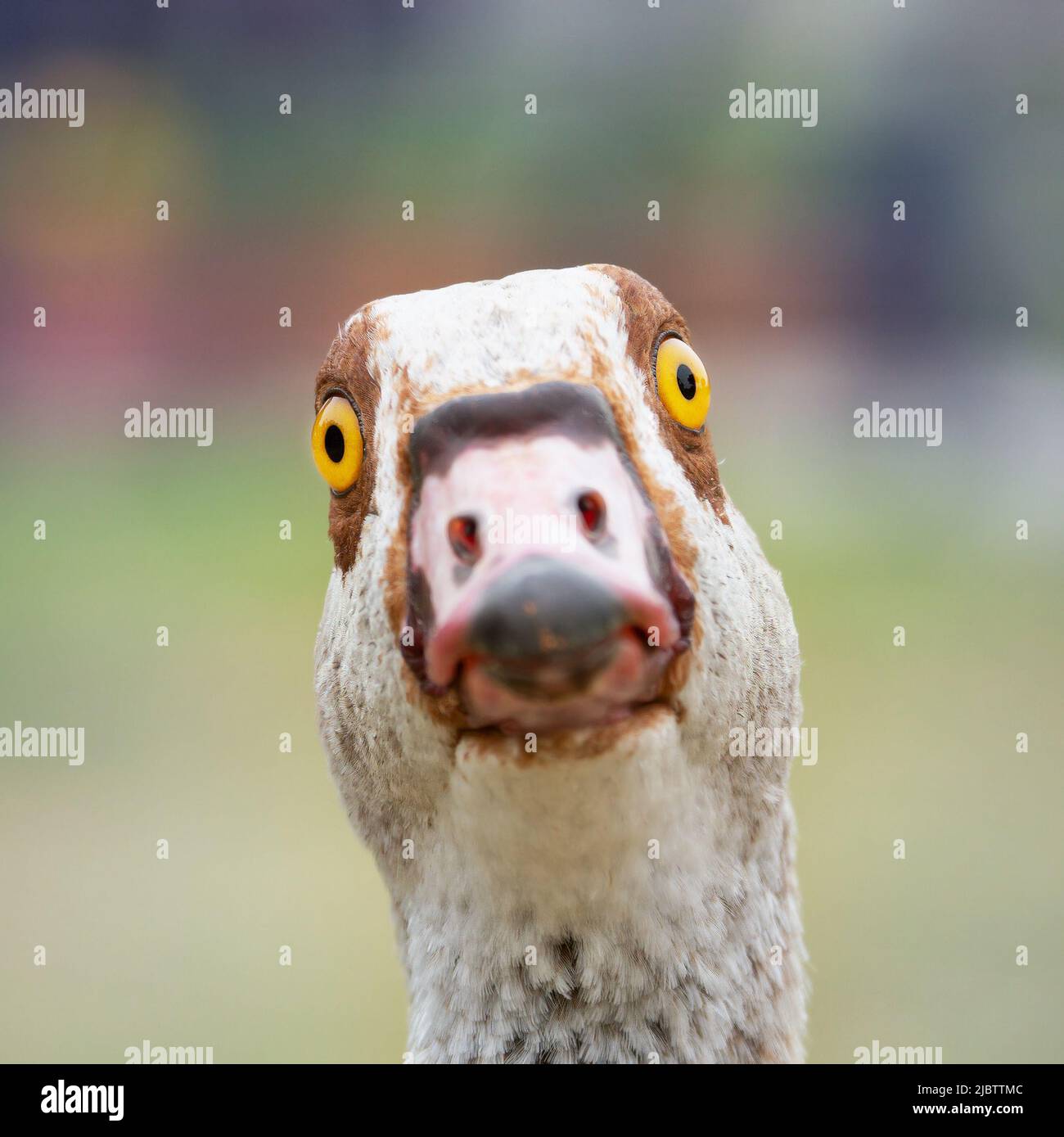 Egyptian goose eyes High Resolution Stock Photography and Images - Alamy