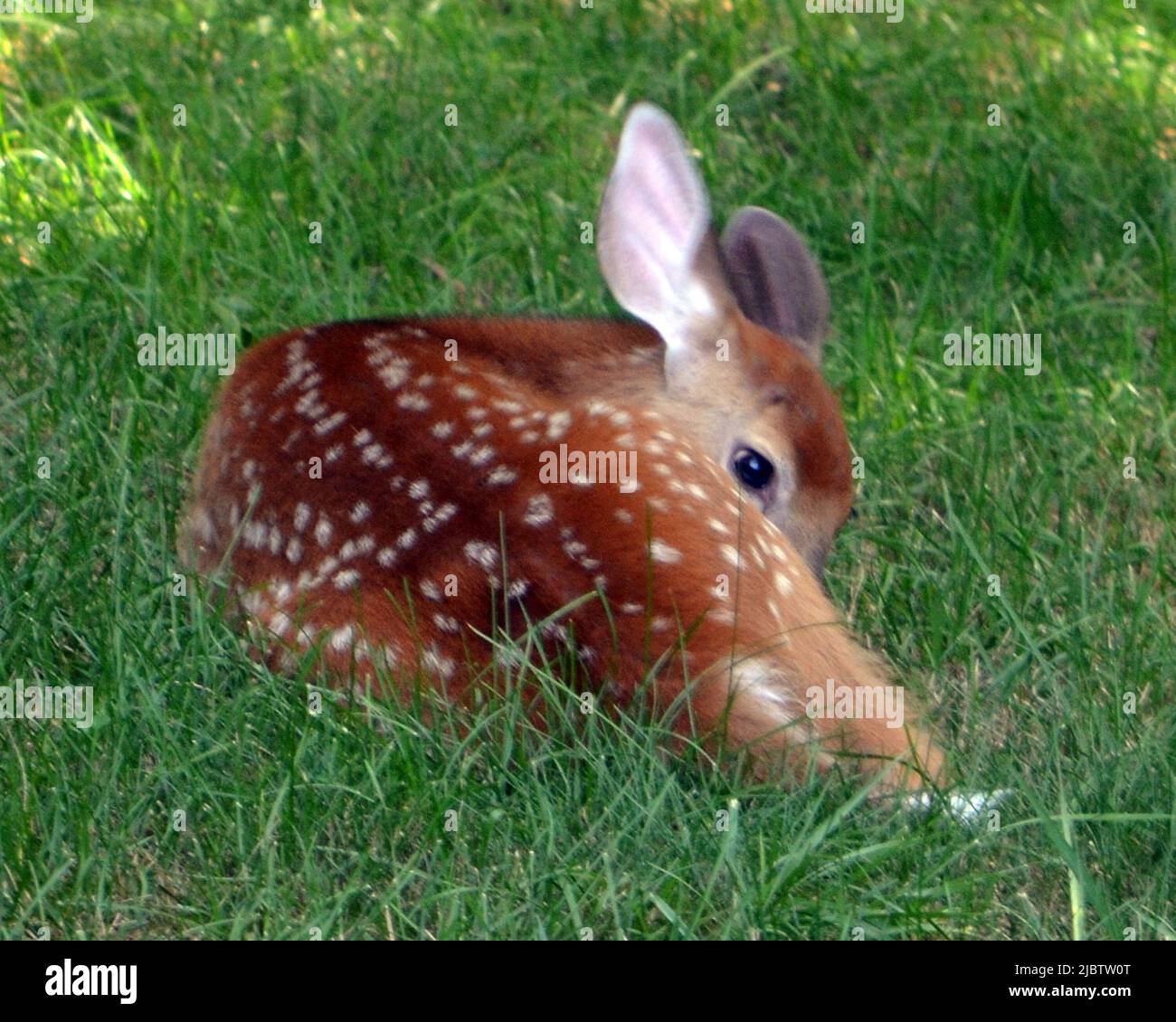 Baby deer fawn lying in the grass Stock Photo - Alamy