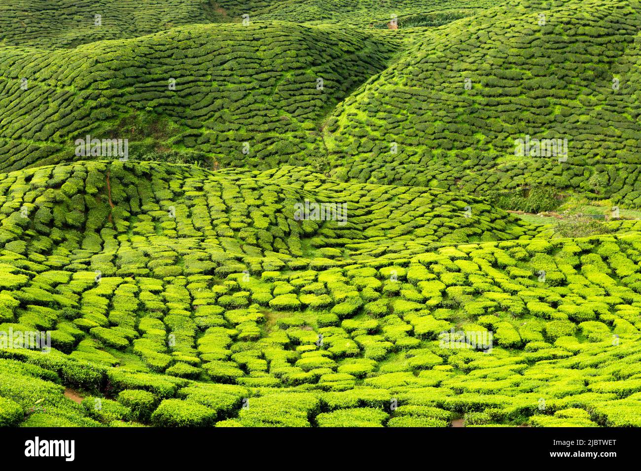 Scenic landscape view of the Cameron Bharat Tea Plantation located near ...