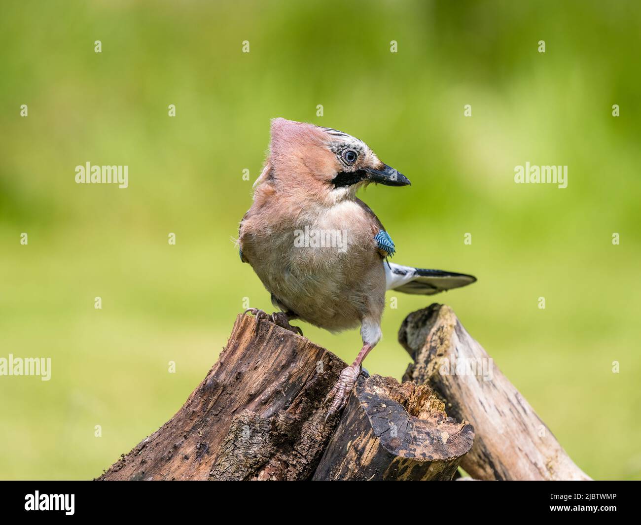 Mid and late spring hi-res stock photography and images - Alamy