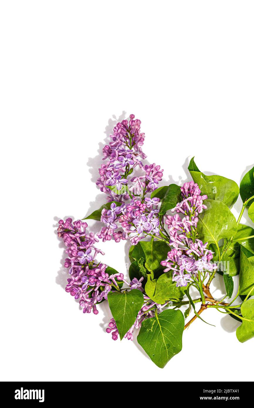Lilac flowers bouquet isolated on a white background. Springtime ...