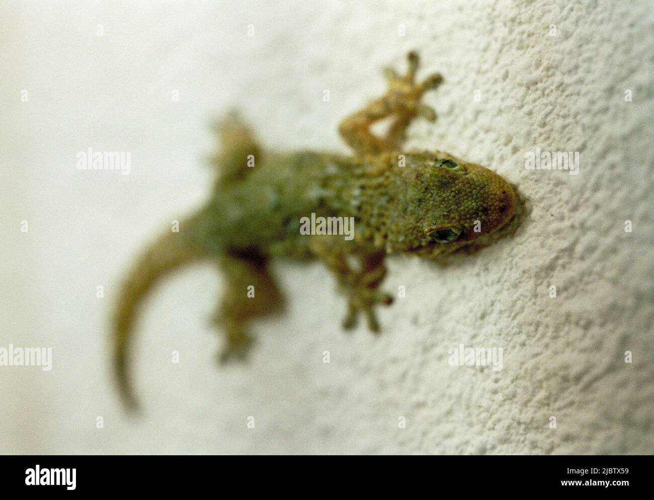 Gray tarento on a white roughcast wall Stock Photo - Alamy