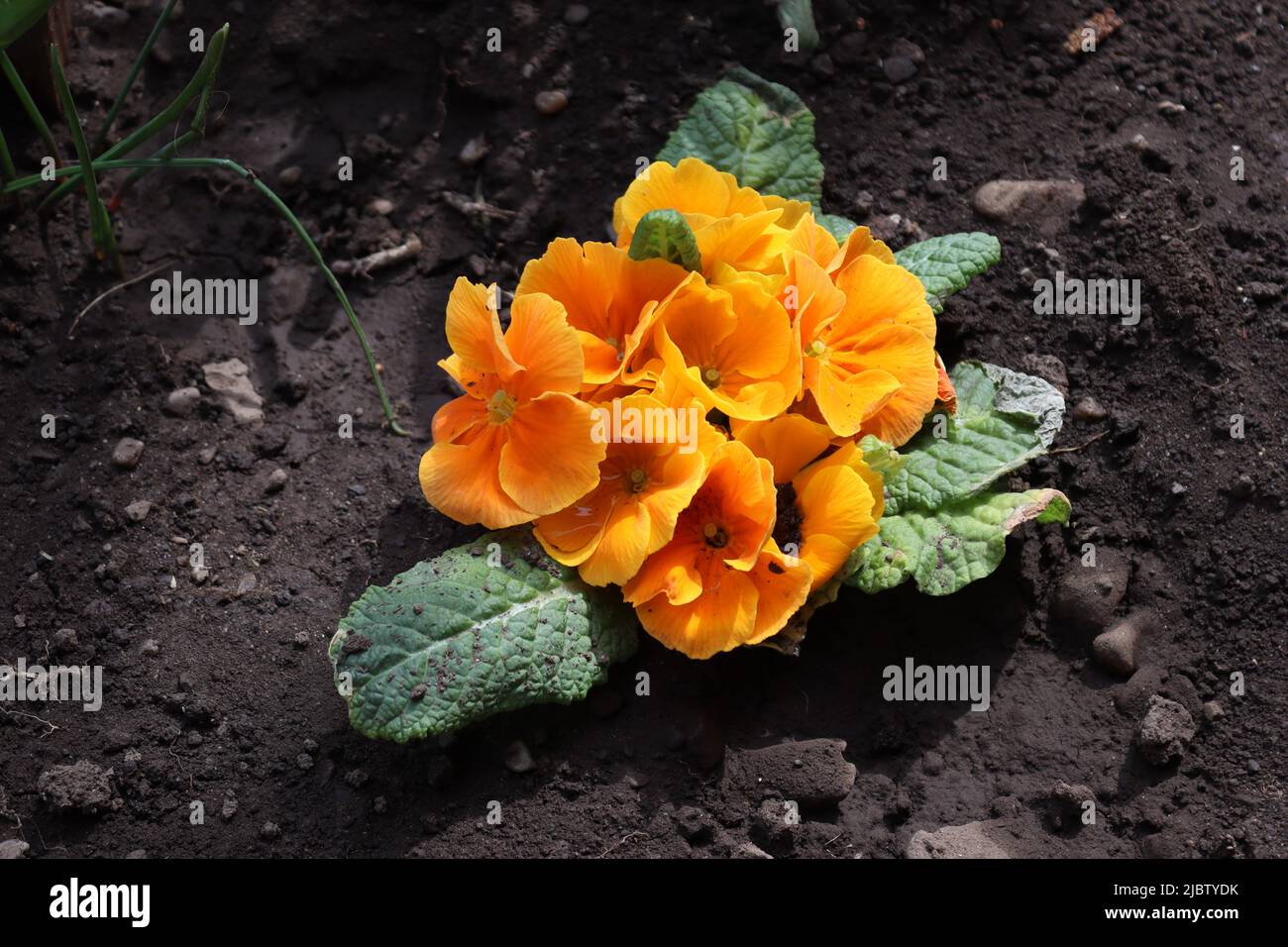 Romanian flower called "ciubotica cucului" which has a yellow color ...