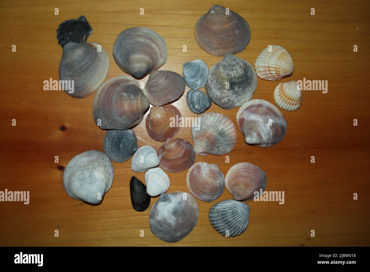 Types Of Shellfish High Resolution Stock Photography and Images - Alamy