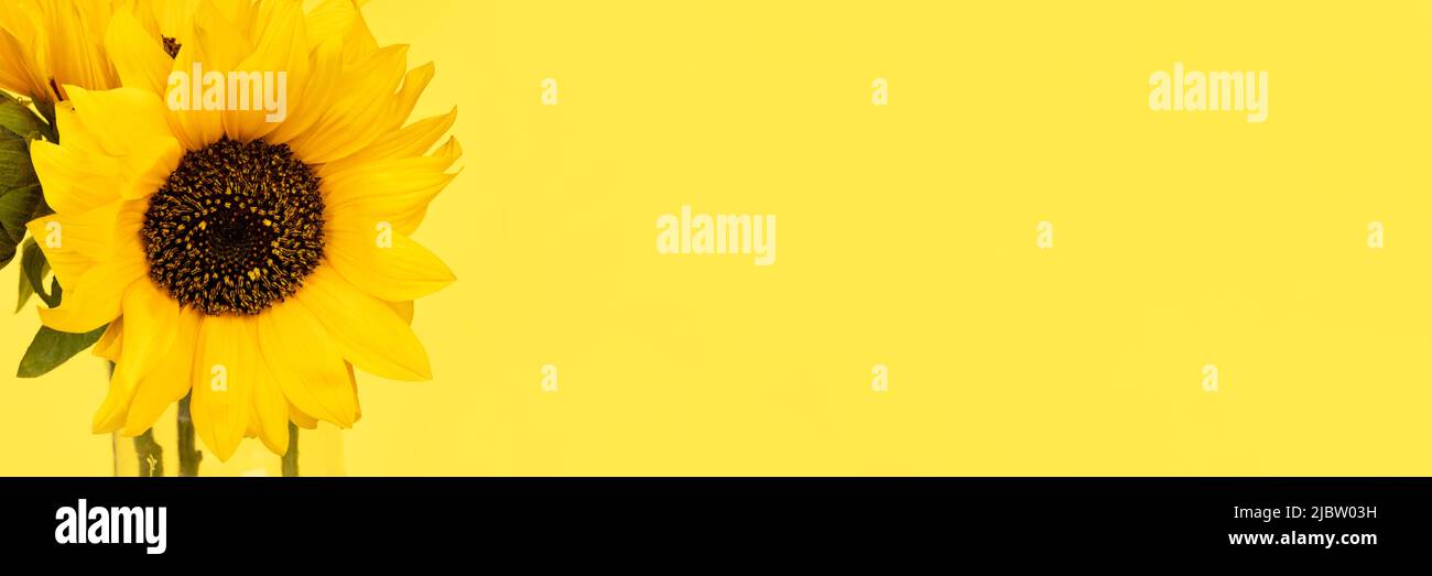 Bouquet of yellow sunflowers banner with copy space. Wide panoramic ...
