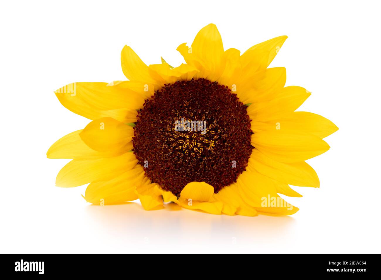 One yellow sunflower isolated on white background Stock Photo - Alamy
