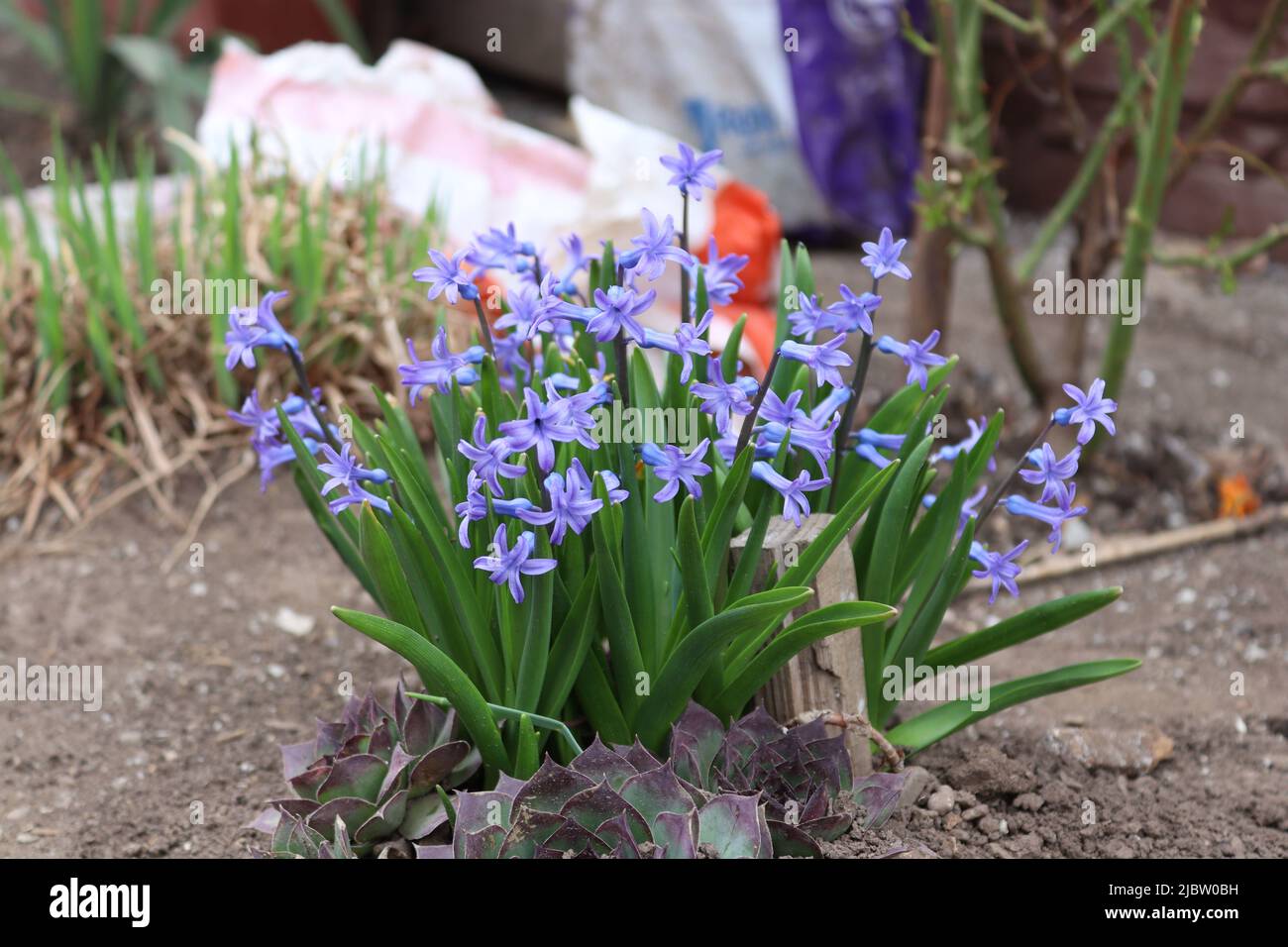 Blue hyacinth bush with a hint of purple Stock Photo - Alamy