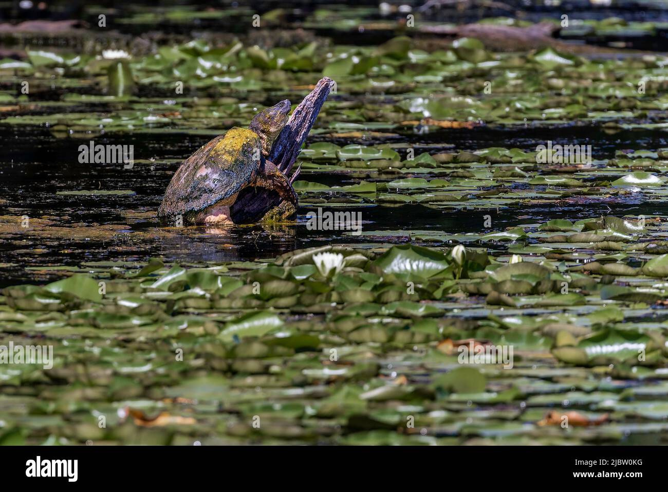 Lili pad hi-res stock photography and images - Alamy
