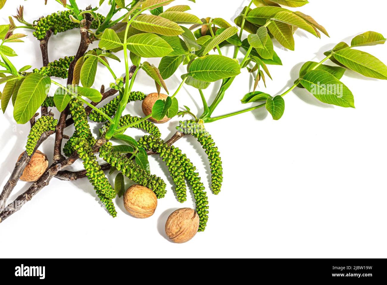 Blooming walnut branch and whole ripe nuts isolated on a white ...