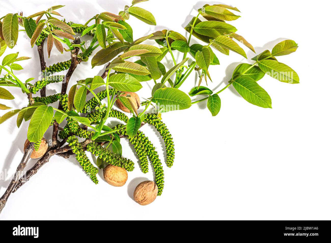Blooming walnut branch and whole ripe nuts isolated on a white ...