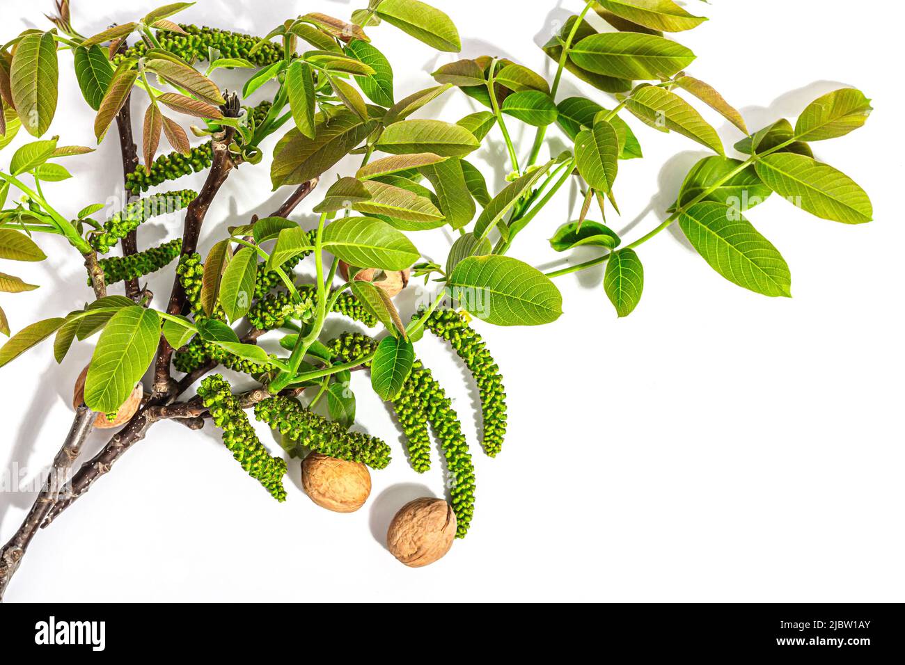 Blooming walnut branch and whole ripe nuts isolated on a white ...