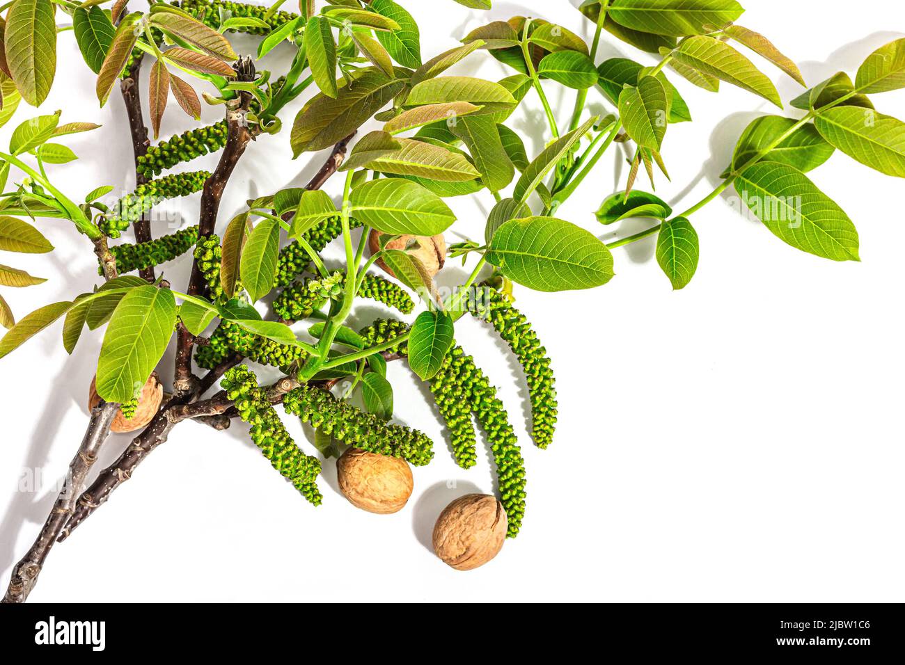 Blooming walnut branch and whole ripe nuts isolated on a white ...