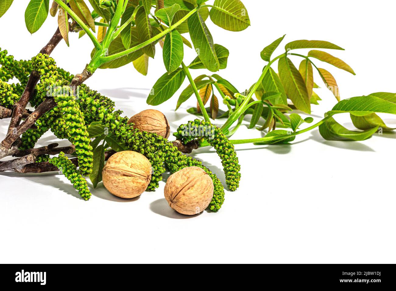 Blooming walnut branch and whole ripe nuts isolated on a white ...