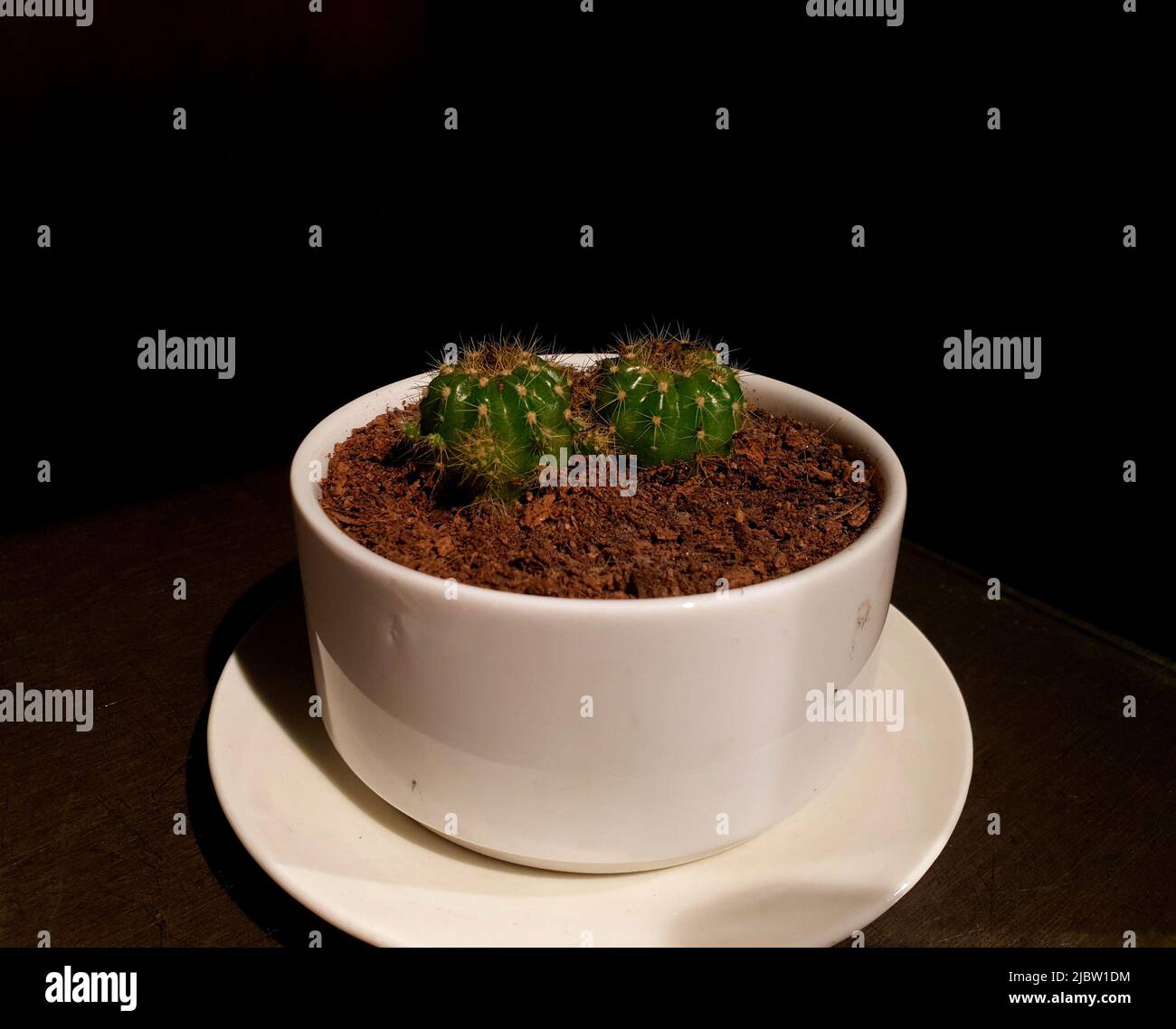 Portrait picture of a small dragon sapling on a black background Stock ...