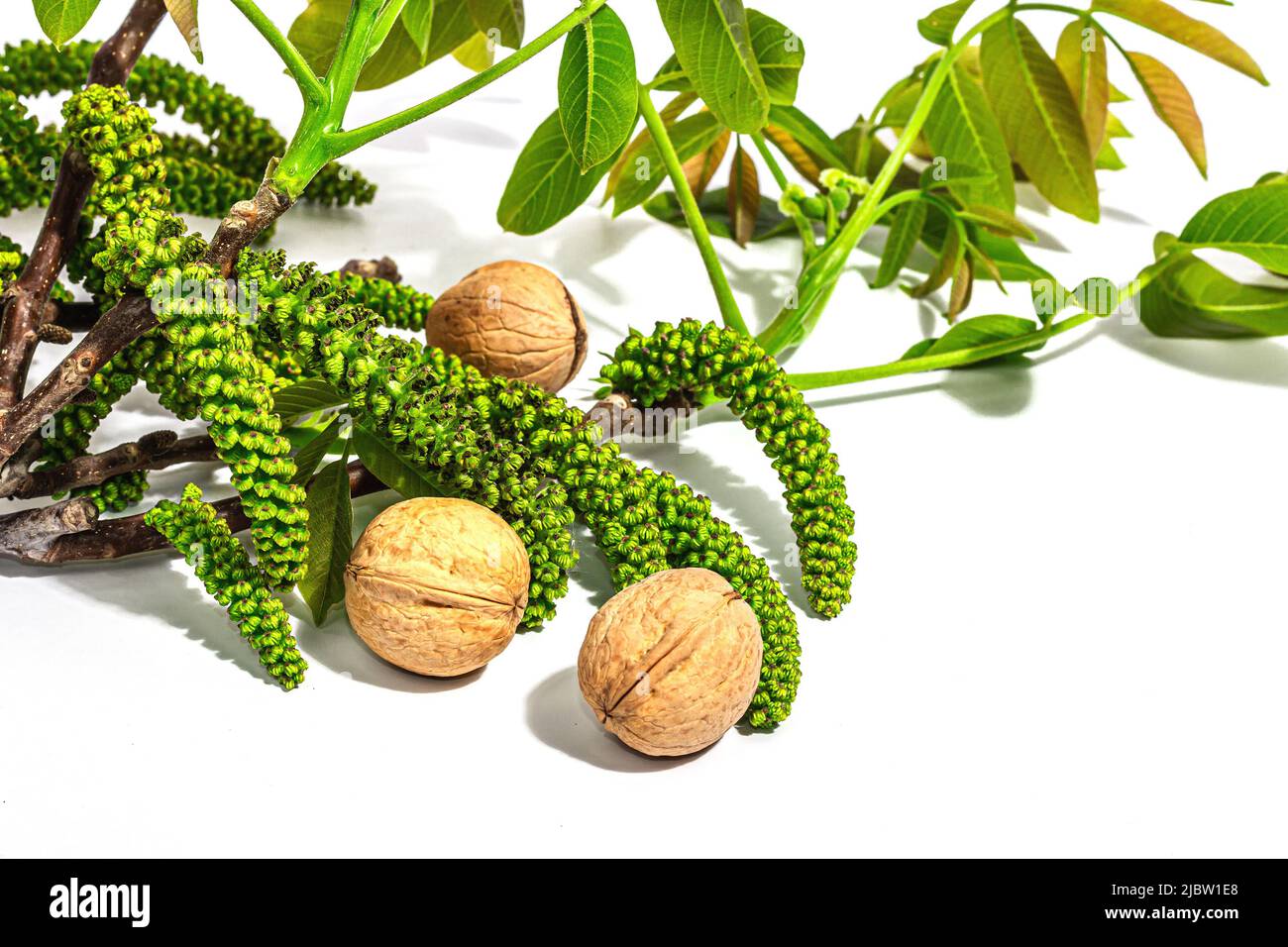 Blooming walnut branch and whole ripe nuts isolated on a white ...