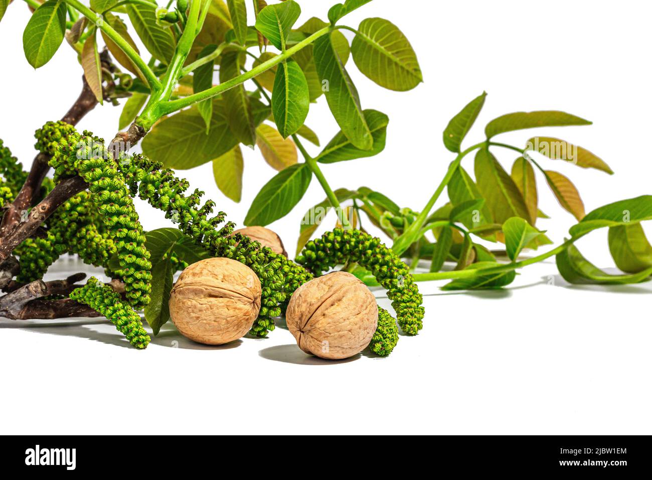 Blooming walnut branch and whole ripe nuts isolated on a white ...