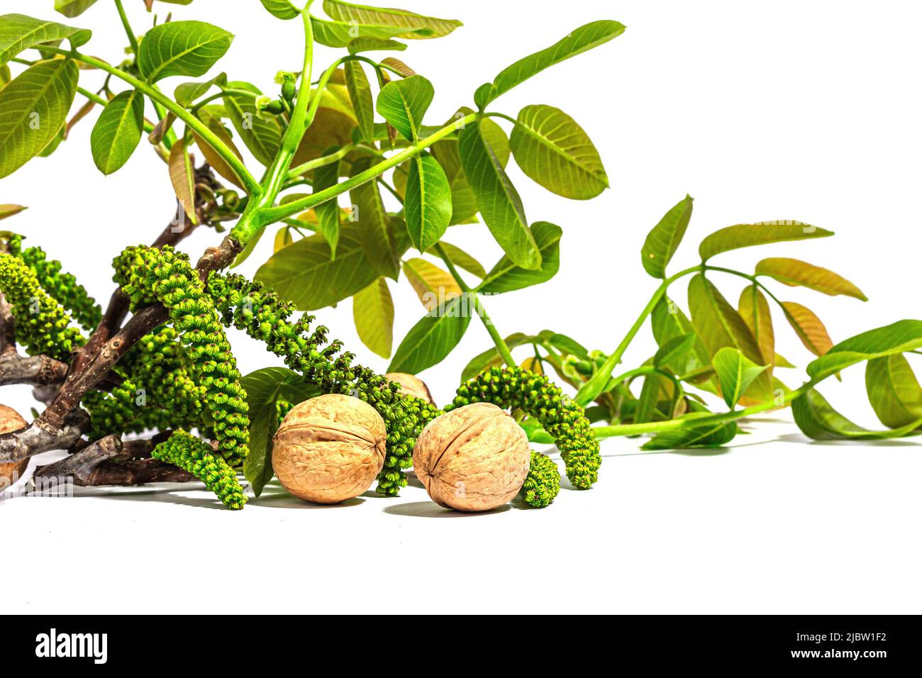 Blooming walnut branch and whole ripe nuts isolated on a white ...