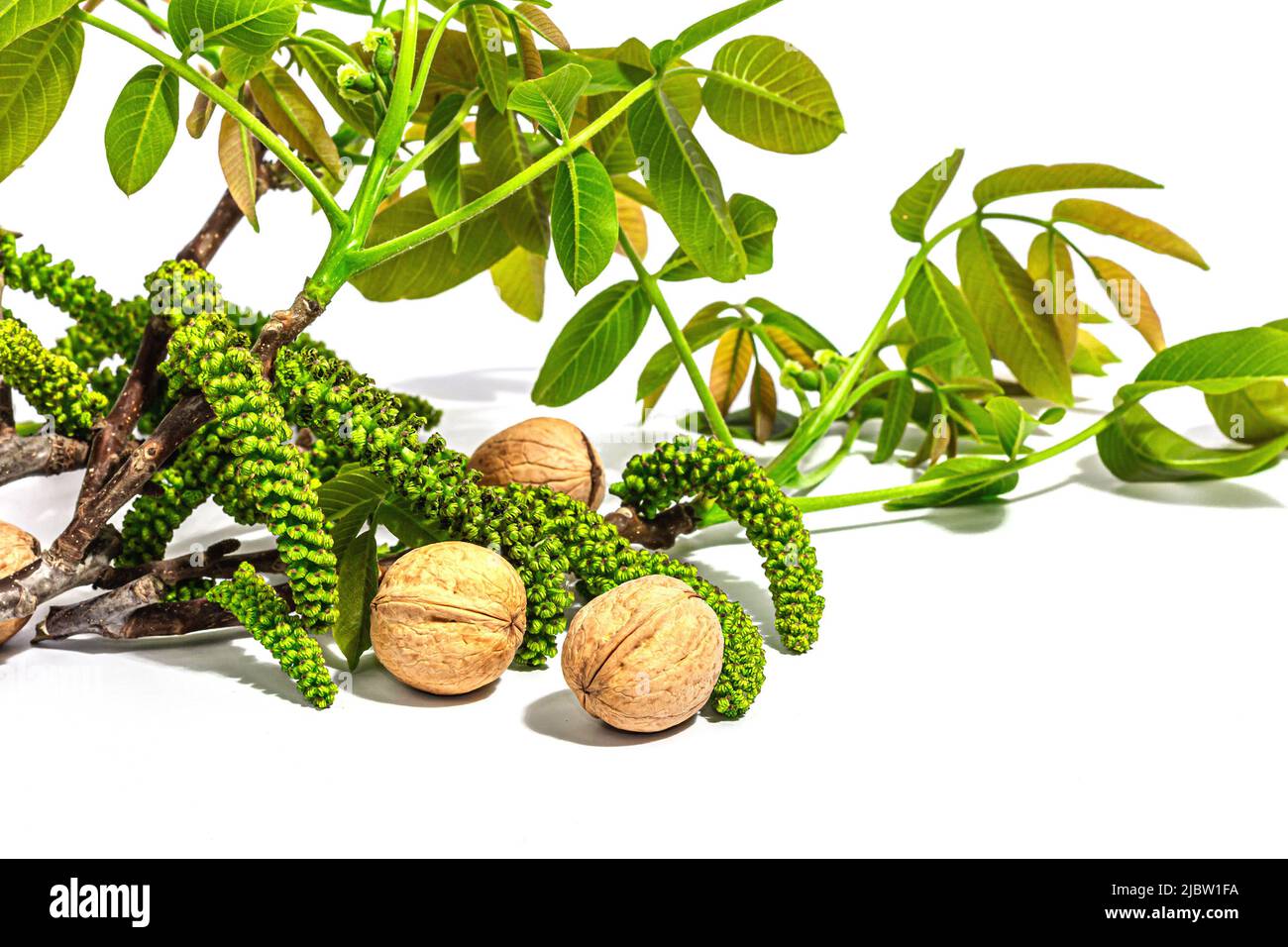 Blooming walnut branch and whole ripe nuts isolated on a white ...