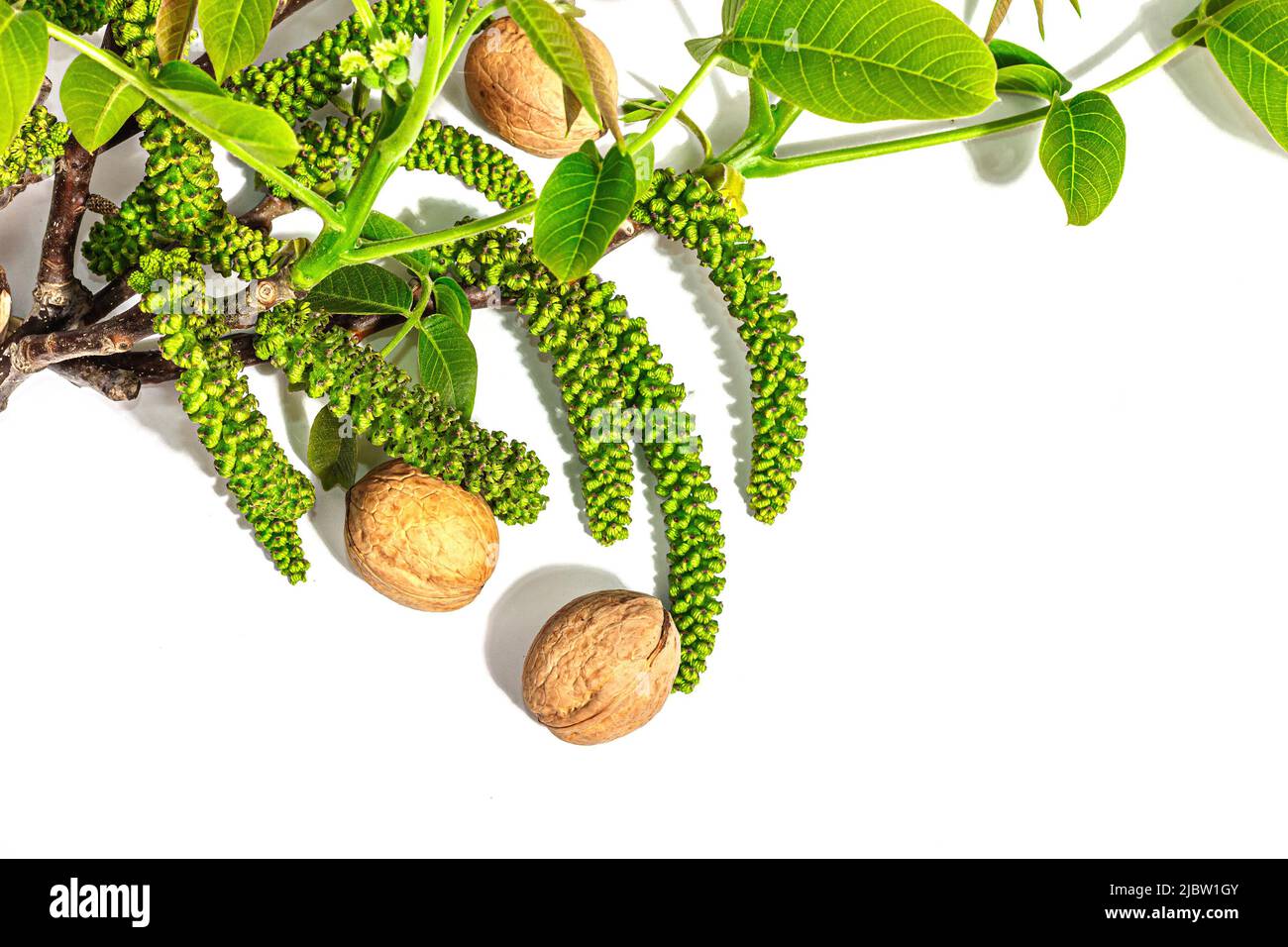 Blooming walnut branch and whole ripe nuts isolated on a white ...