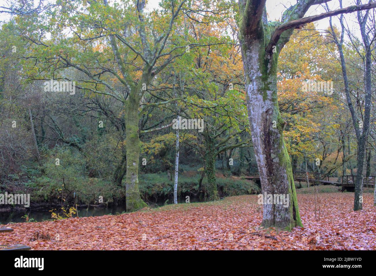 a fall scenario never fails to be a romantic place to be Stock Photo ...