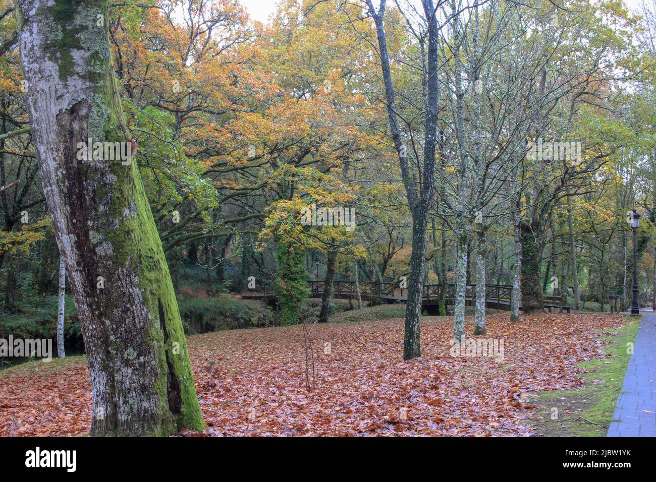 a fall scenario never fails to be a romantic place to be Stock Photo ...