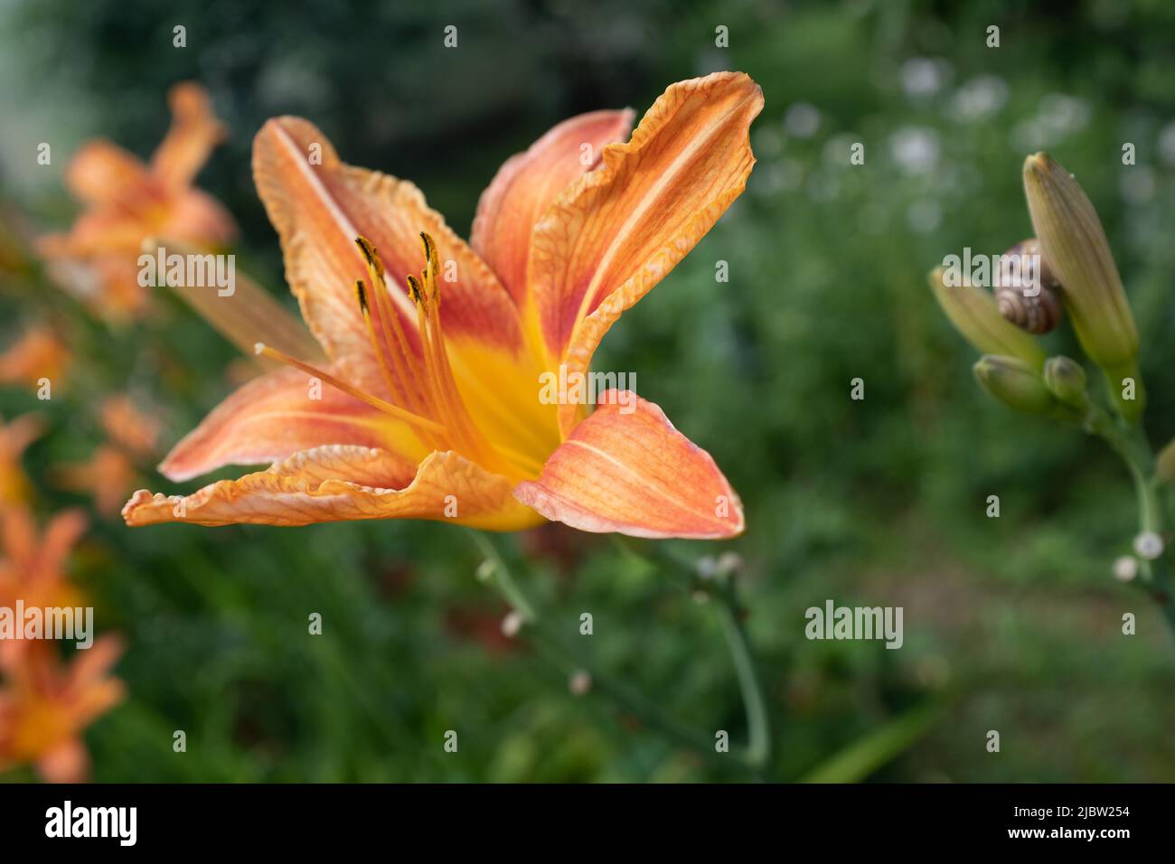 Orange lily flowers, close up. Blooming tiger lilies growing for ...