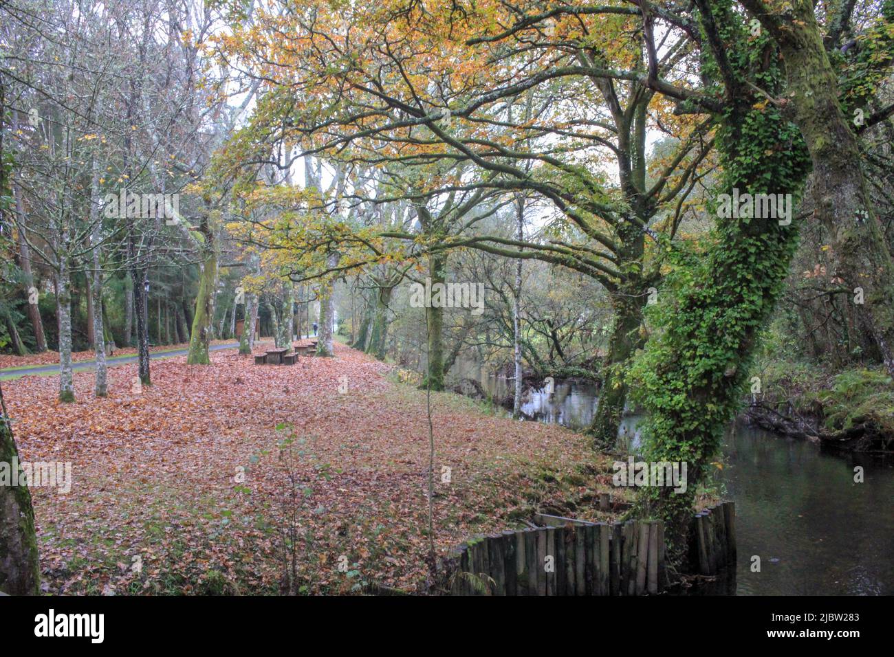 the amazing colors of nature in fall Stock Photo - Alamy