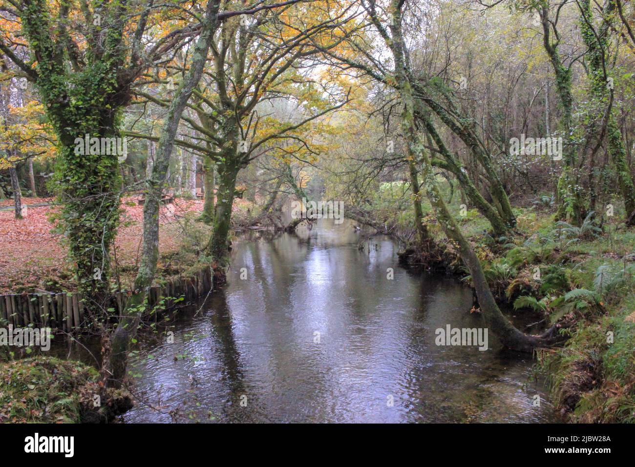 the amazing colors of nature in fall Stock Photo - Alamy