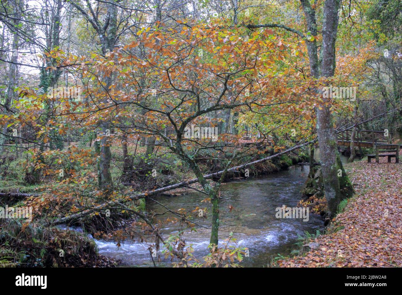 the amazing colors of nature in fall Stock Photo - Alamy