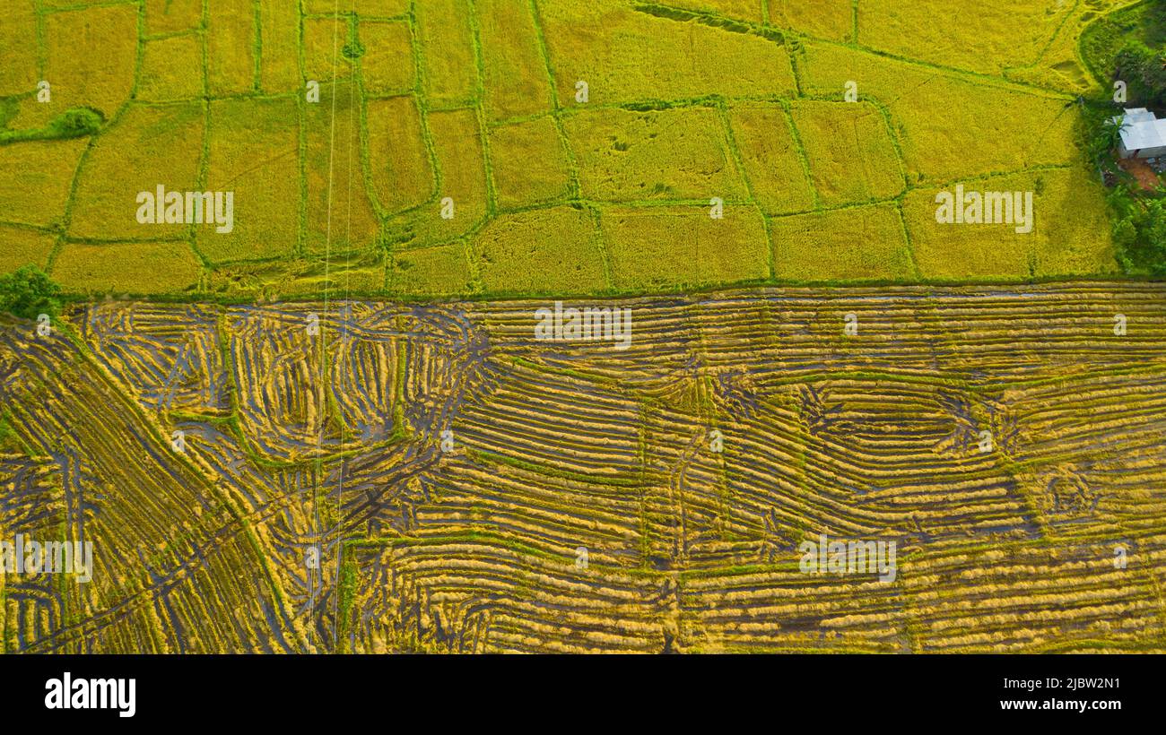 Cultivated rice fields and agricultural land in Sri Lanka Stock Photo ...