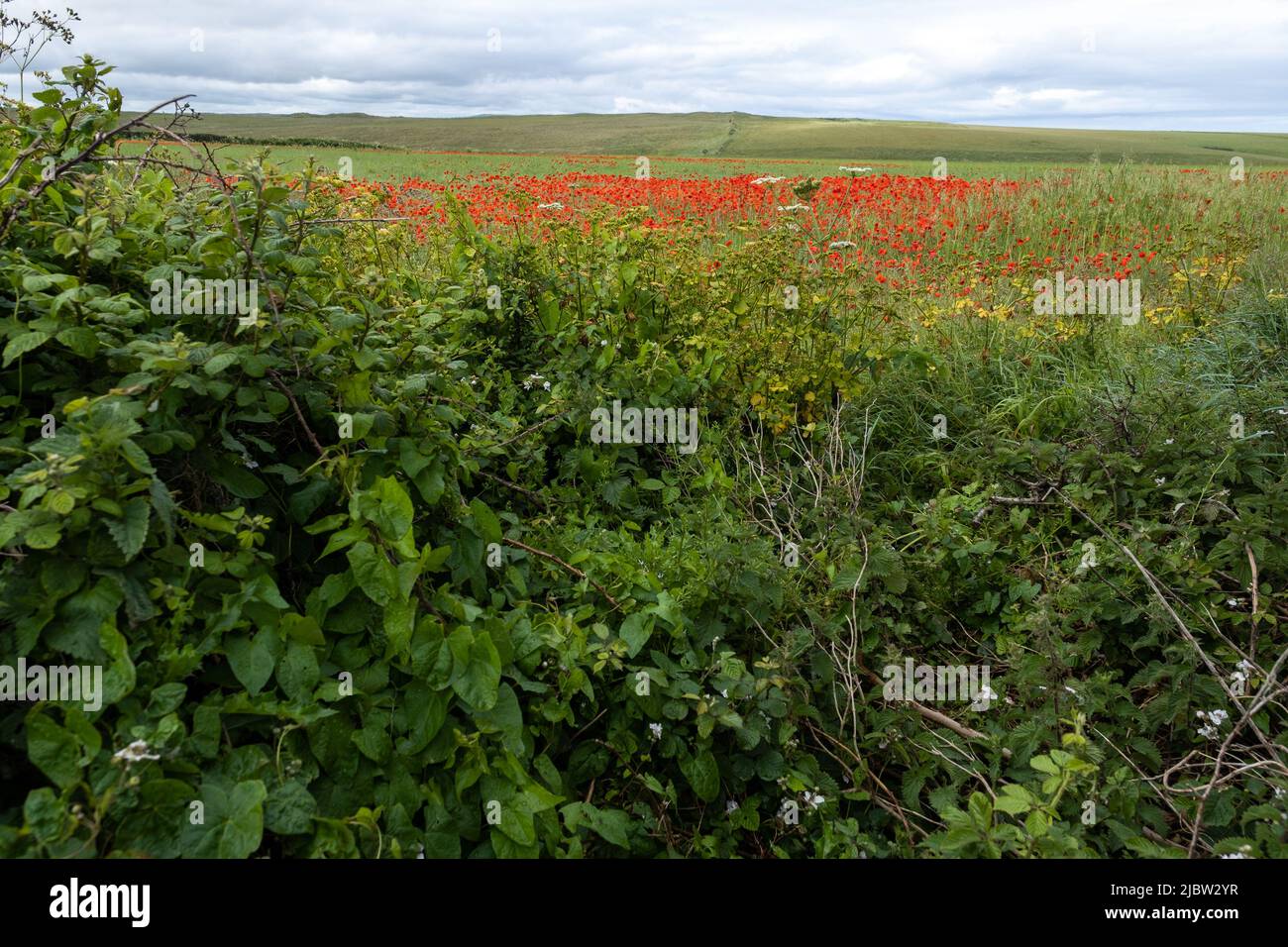 Poppy fields in full glory hi-res stock photography and images - Alamy
