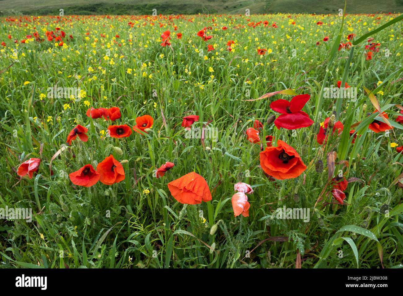 Vast poppy fields in full bright red glory at West Pentire, above Polly ...