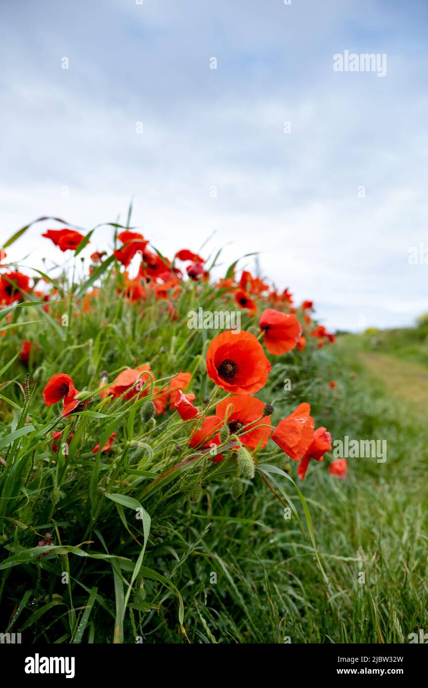 Poppy fields in full glory hi-res stock photography and images - Alamy