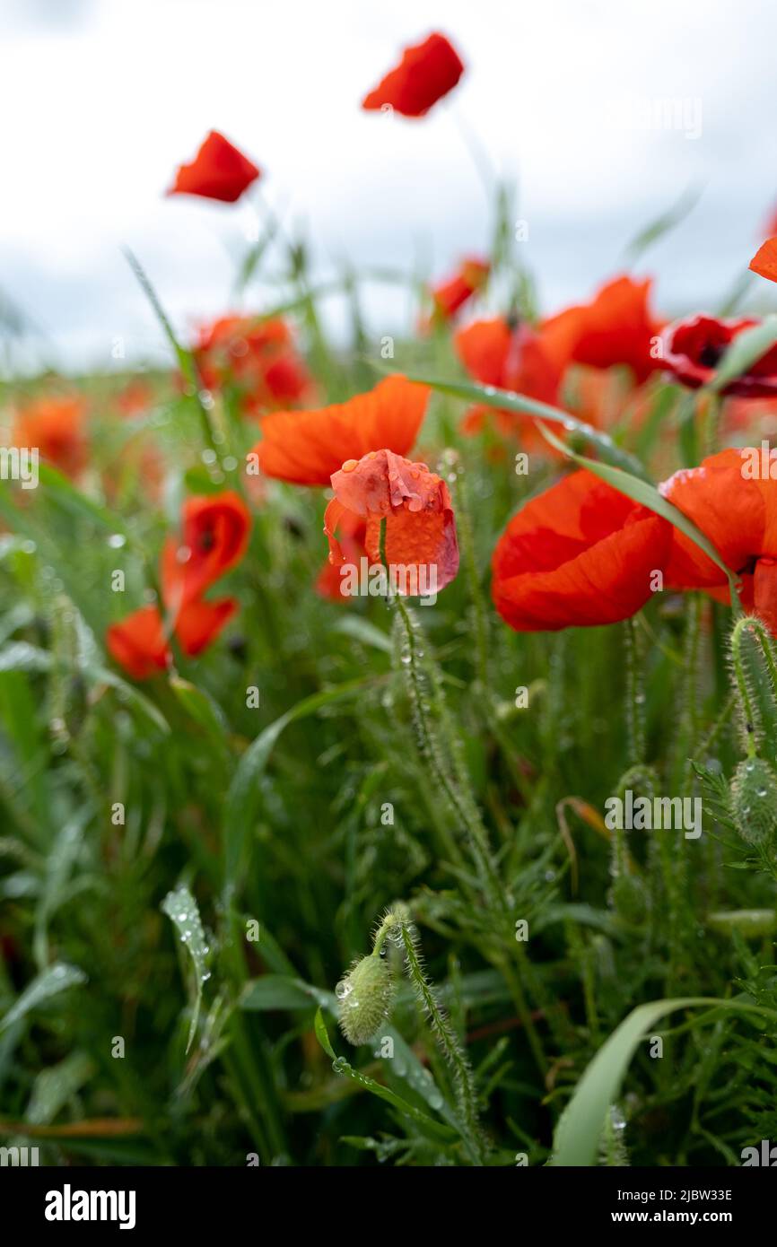 Poppy fields in full glory hi-res stock photography and images - Alamy