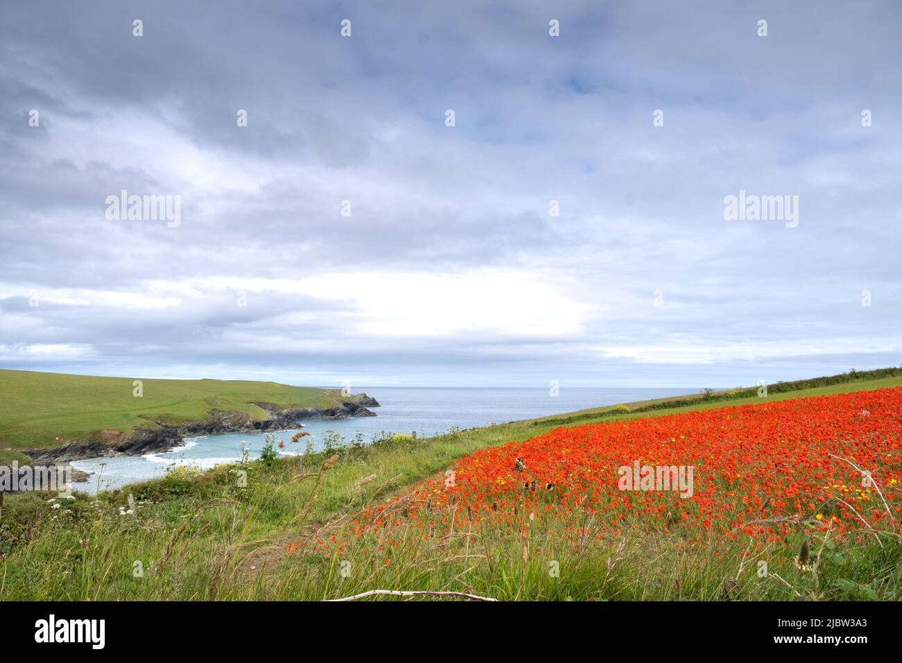 Vast poppy fields in full bright red glory at West Pentire, above Polly ...