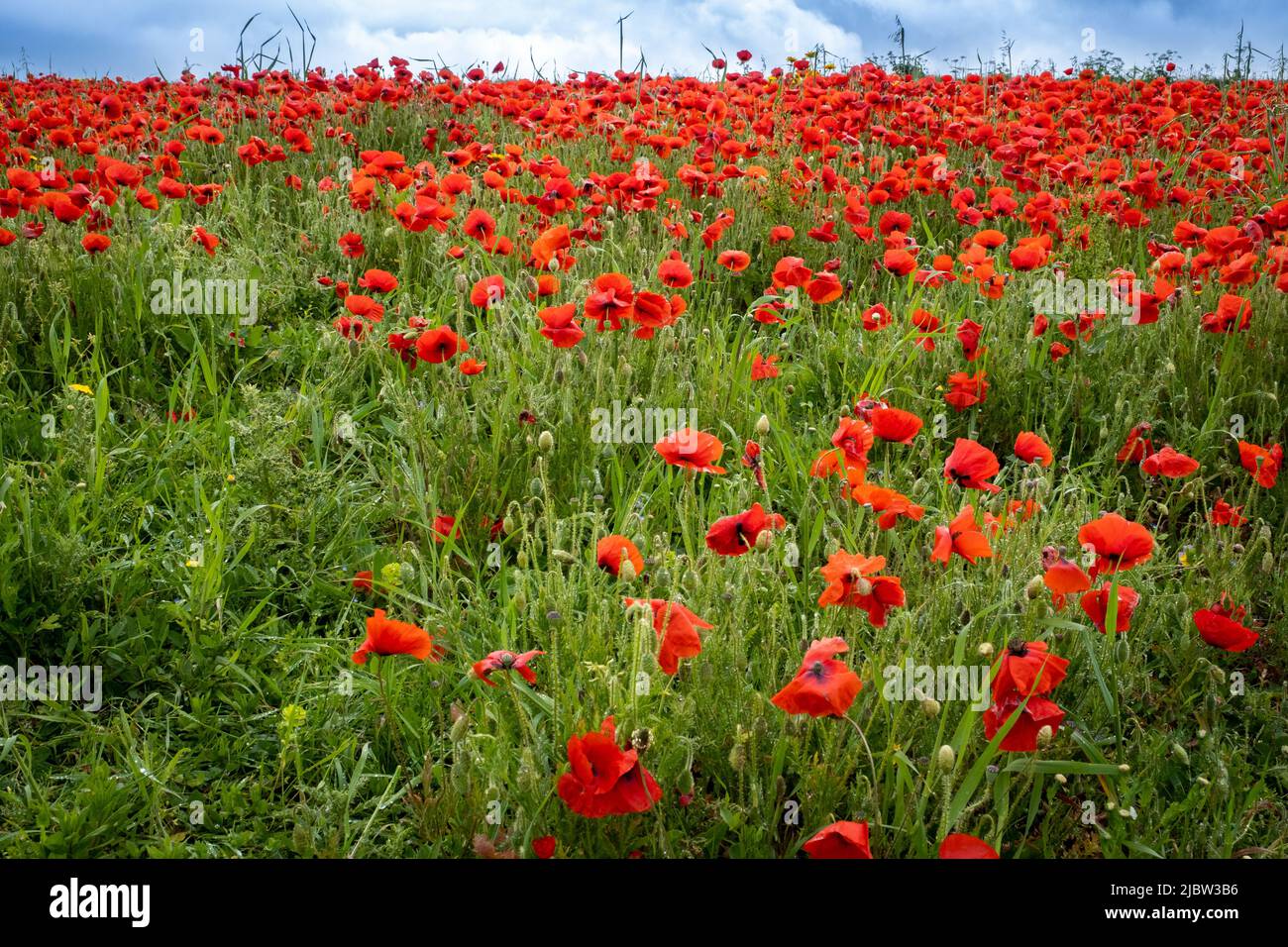 Vast poppy fields in full bright red glory at West Pentire, above Polly ...