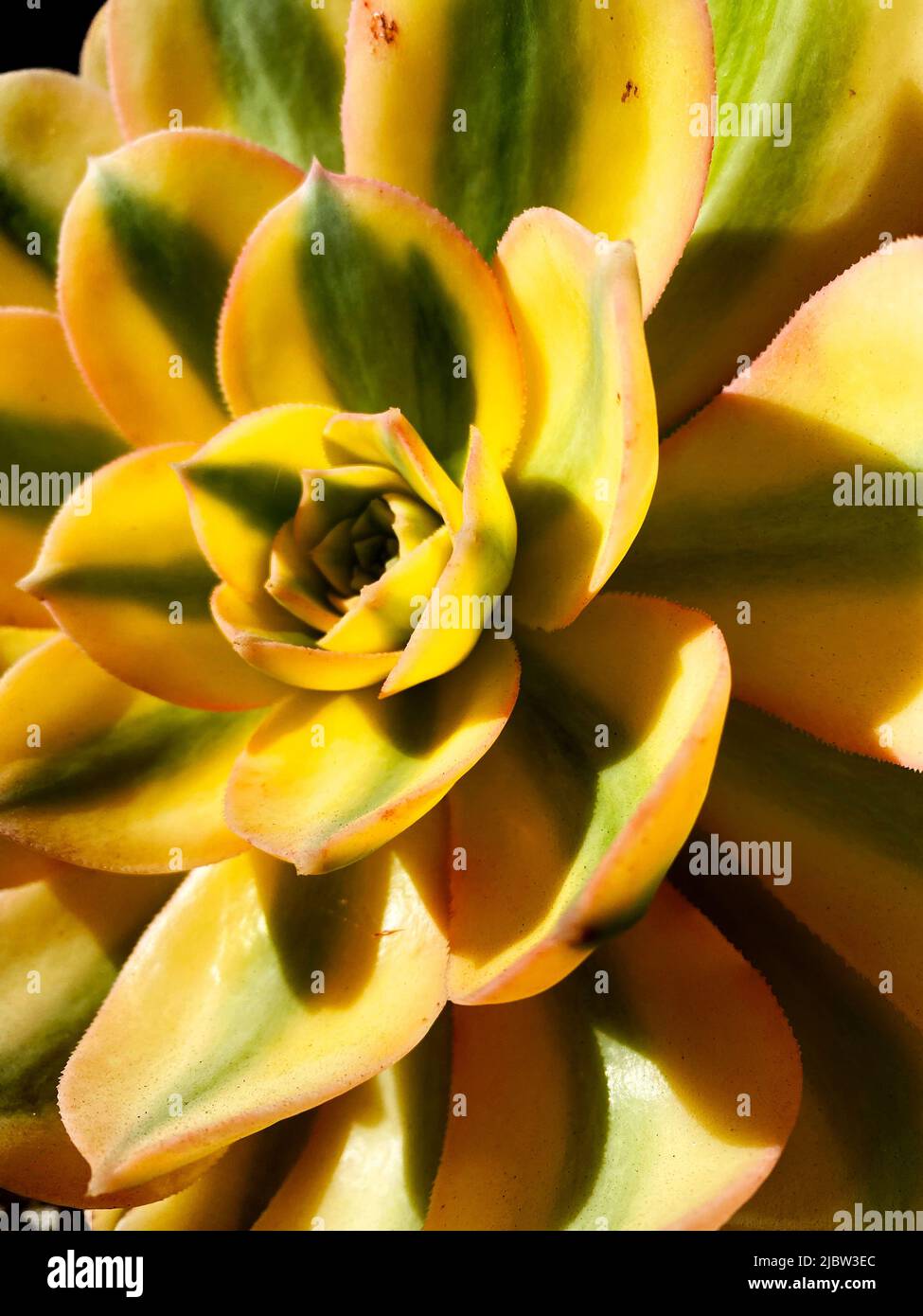 Succulent aeonium hi-res stock photography and images - Alamy